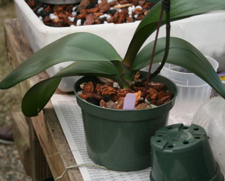 orchid planting medium | Jennifer Odom