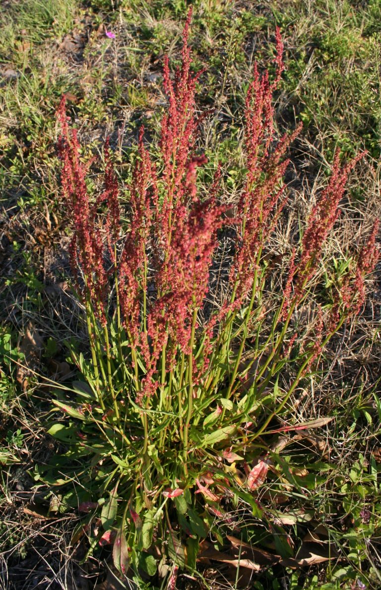 Sheep Sorrel-also called Sour Grass | Jennifer Odom