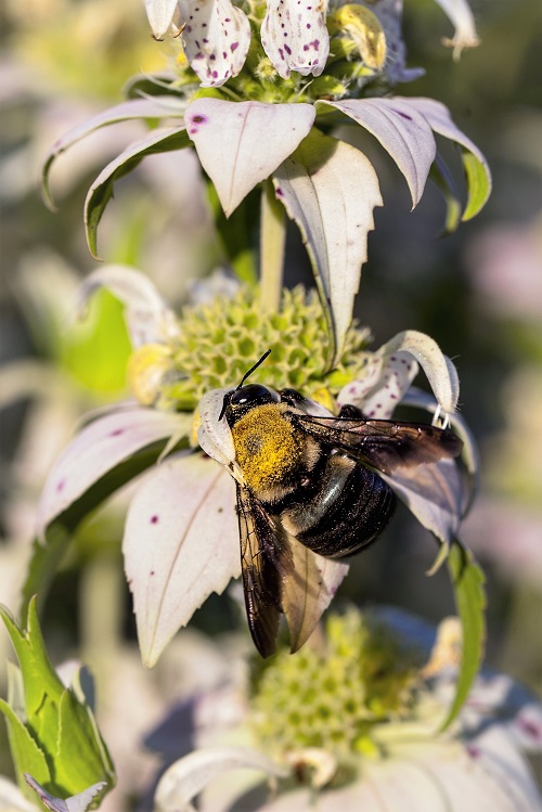 Matthew Borden | Jennifer Odom