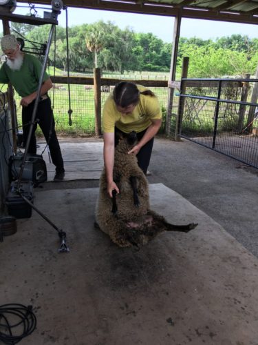 Carol Postley and her Florida Cracker Sheep | Jennifer Odom