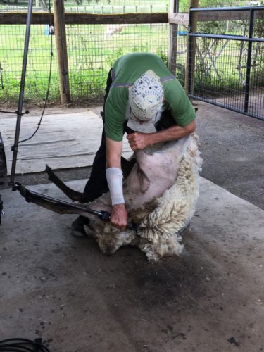 Carol Postley and her Florida Cracker Sheep | Jennifer Odom