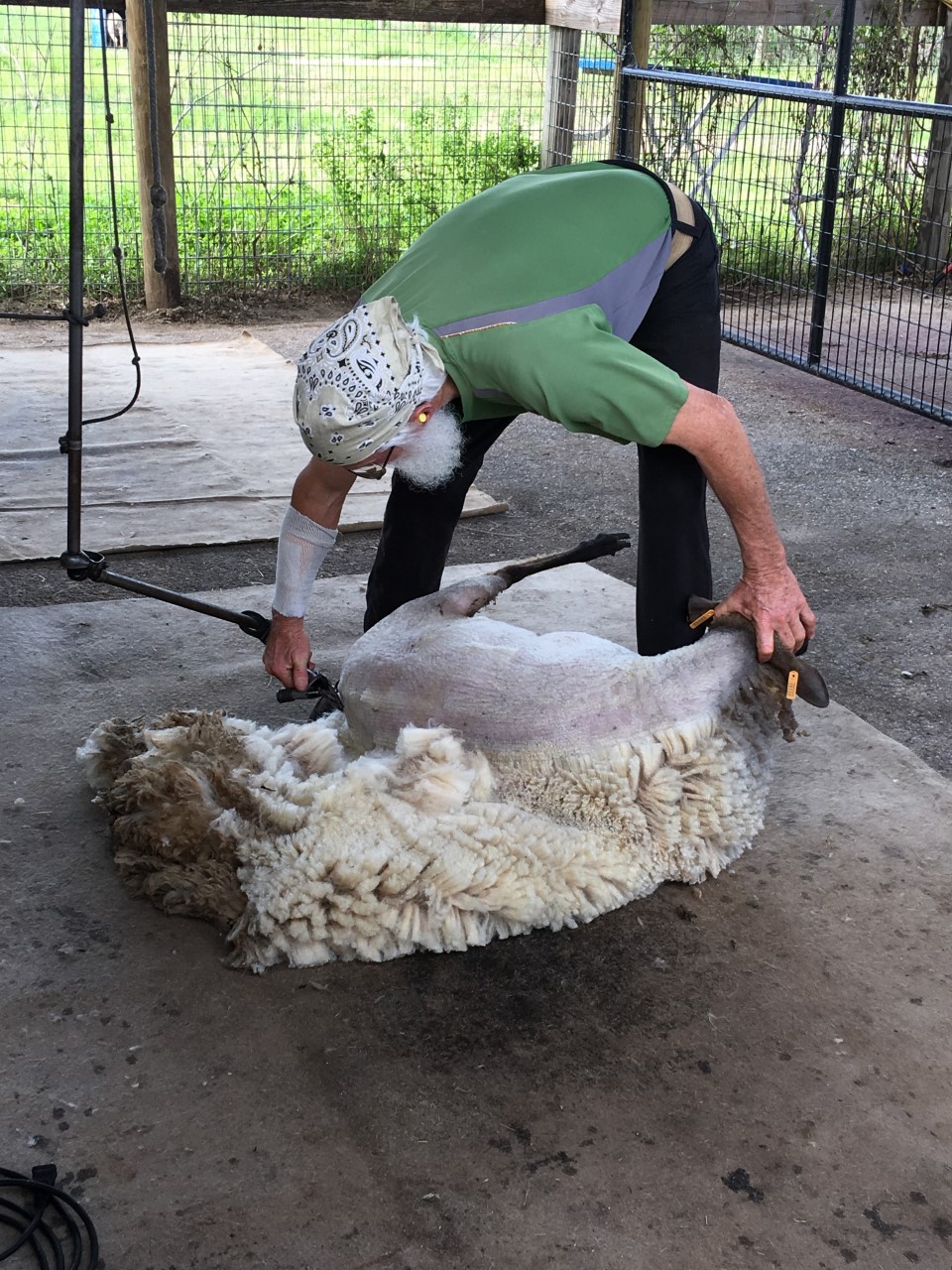 Florida Cracker Native Sheep | Jennifer Odom