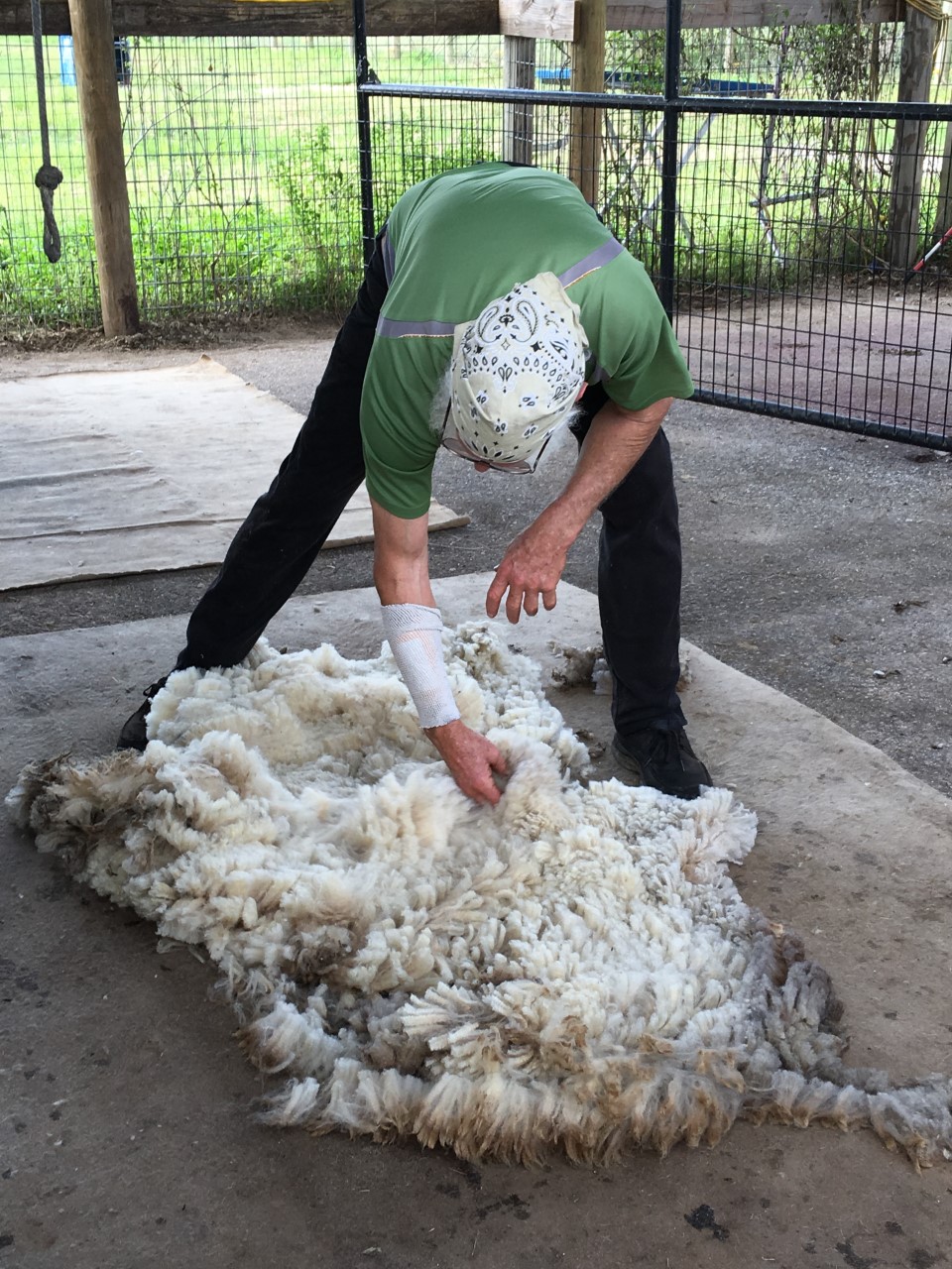 Carol Postley and her Florida Cracker Sheep | Jennifer Odom