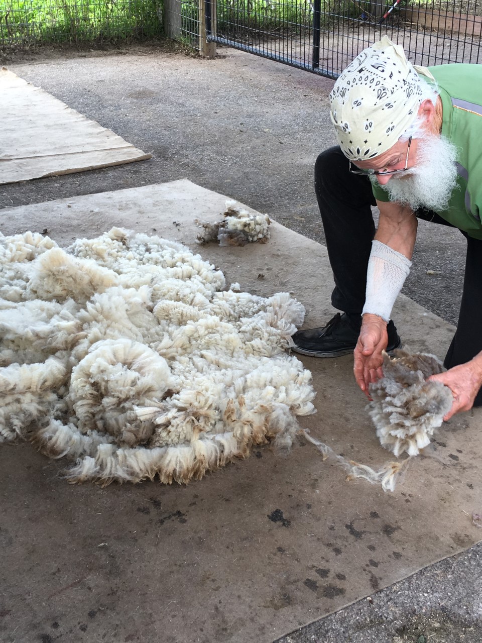 Carol Postley and her Florida Cracker Sheep | Jennifer Odom