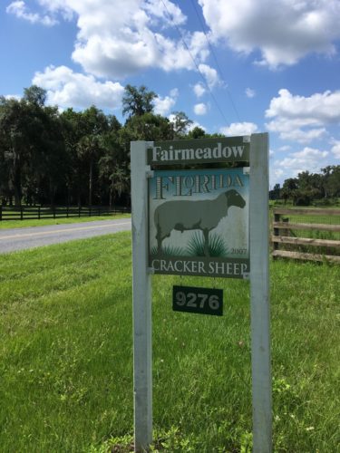 Carol Postley and her Florida Cracker Sheep | Jennifer Odom